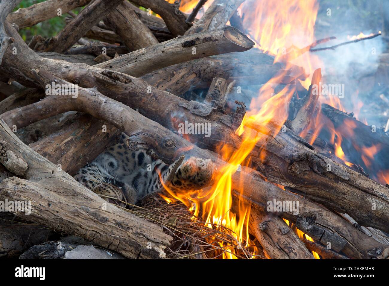 Cremation of dead Leopard (Panthera pardus fusca), Ranthambhore ...