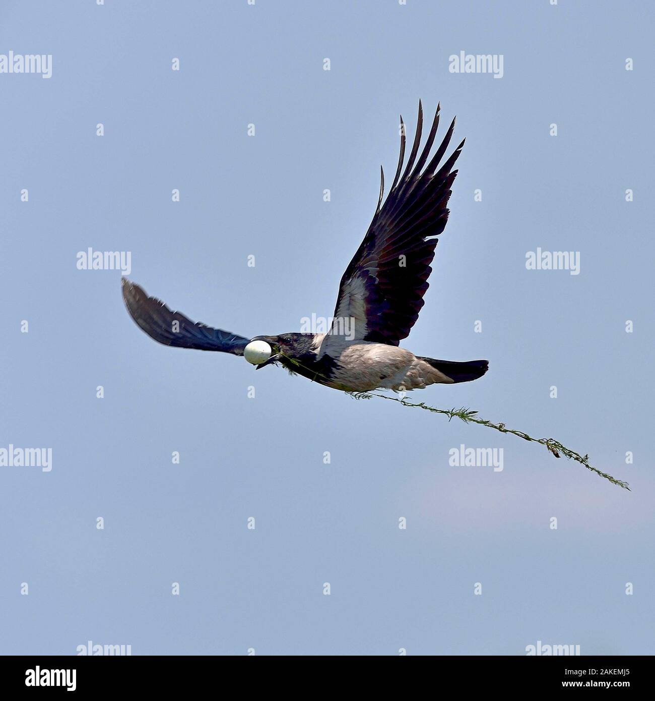 Crow stealing egg hi-res stock photography and images - Alamy