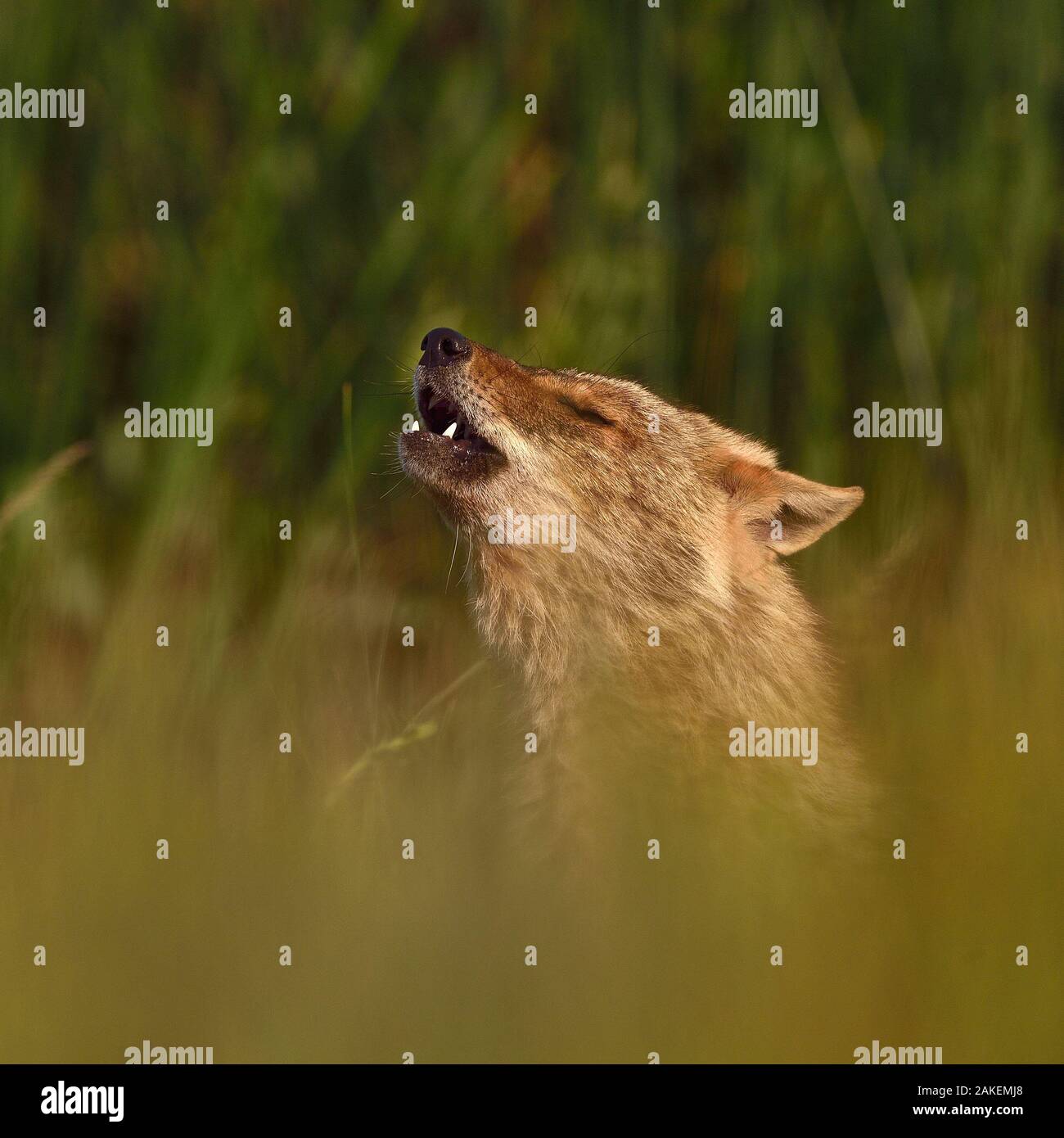 Golden jackal (Canis aureus) howling in grassland. Danube Delta, Romania, May Stock Photo - Alamy