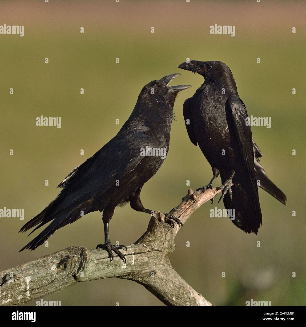 Raven with open mouth hi-res stock photography and images - Alamy