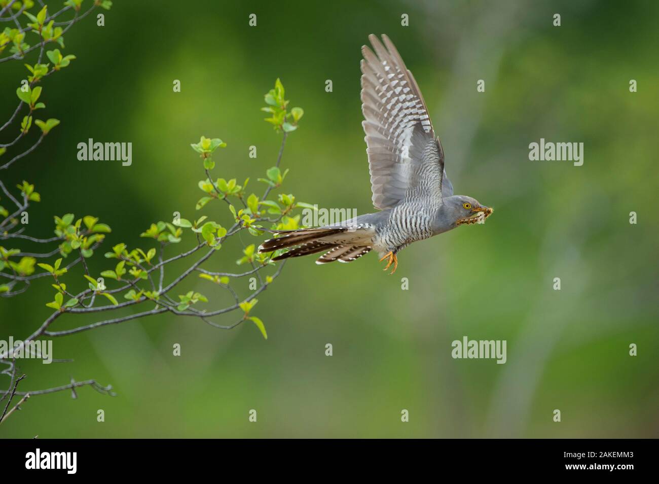 Cuckoo (Cuculus canorus) in flight with caterpillar prey, France. May ...
