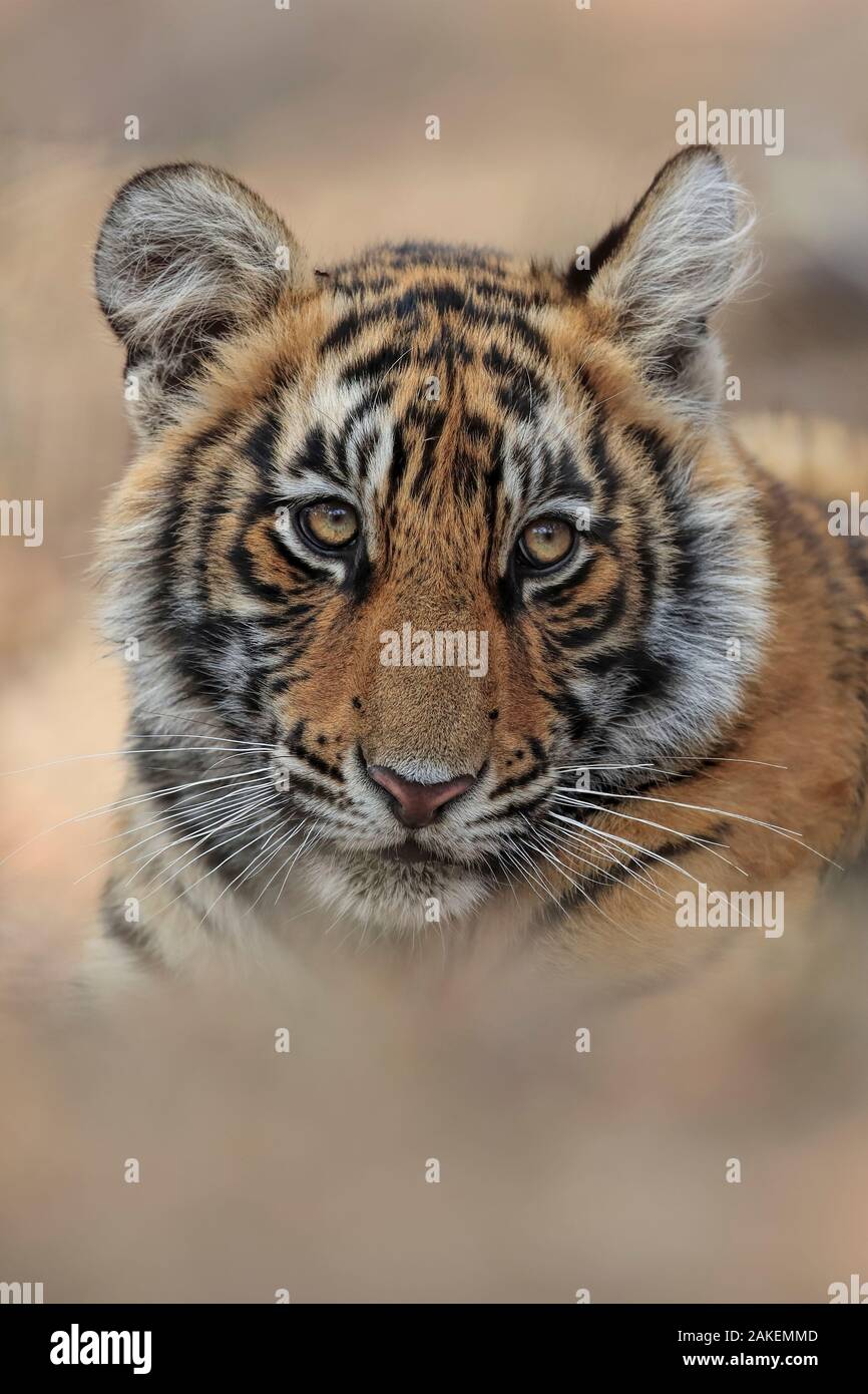 Indian wildlife tiger cub hi-res stock photography and images - Alamy