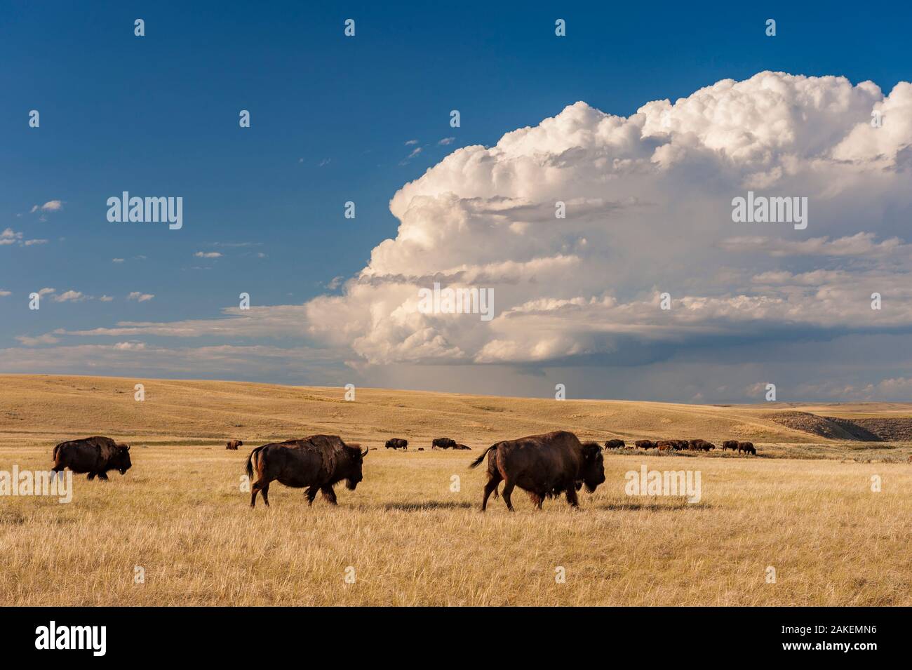 Fort peck bison hi-res stock photography and images - Alamy