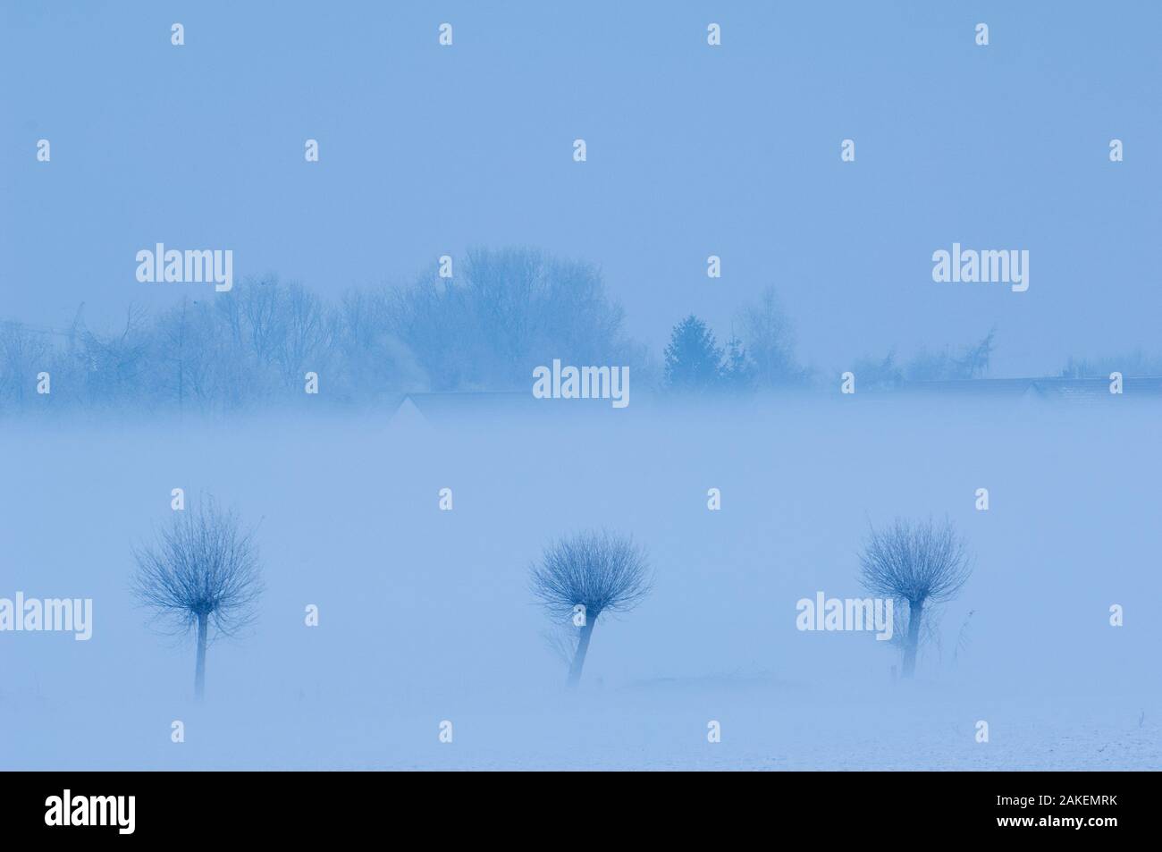 Row of three trees in snow, Groot Schietveld, Wuustwezel, Belgium ...
