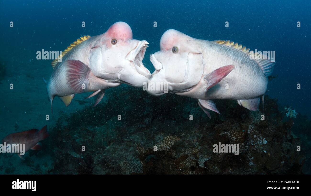 Sheepshead Fish High Resolution Stock Photography and Images - Alamy