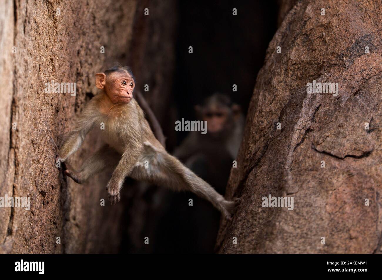 Bonnet macaque (Macaca radiata) juvenile climbing down a rock crevasse ...