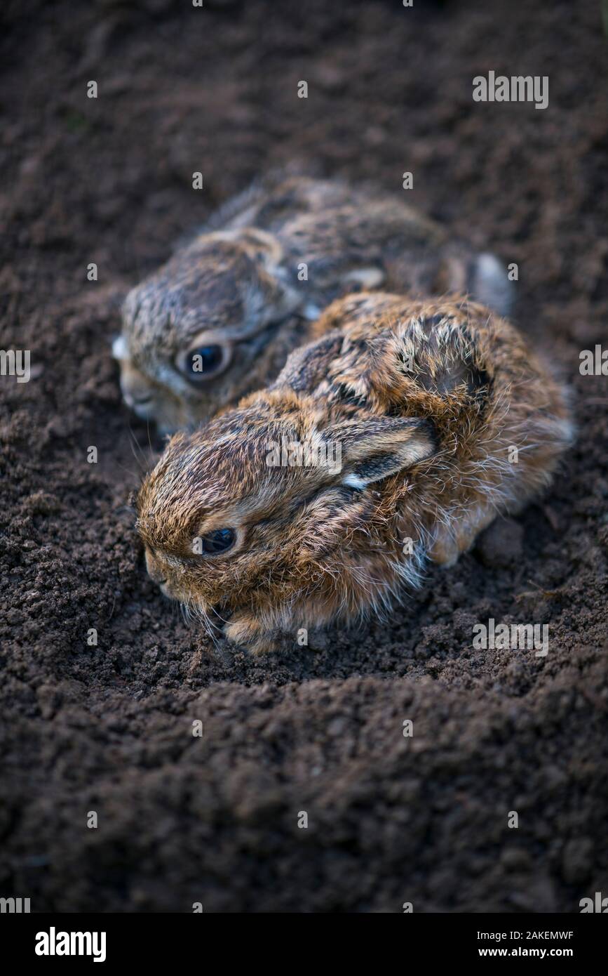 European hare (Lepus europaeus), two leverets crouched in soil. Navarra ...