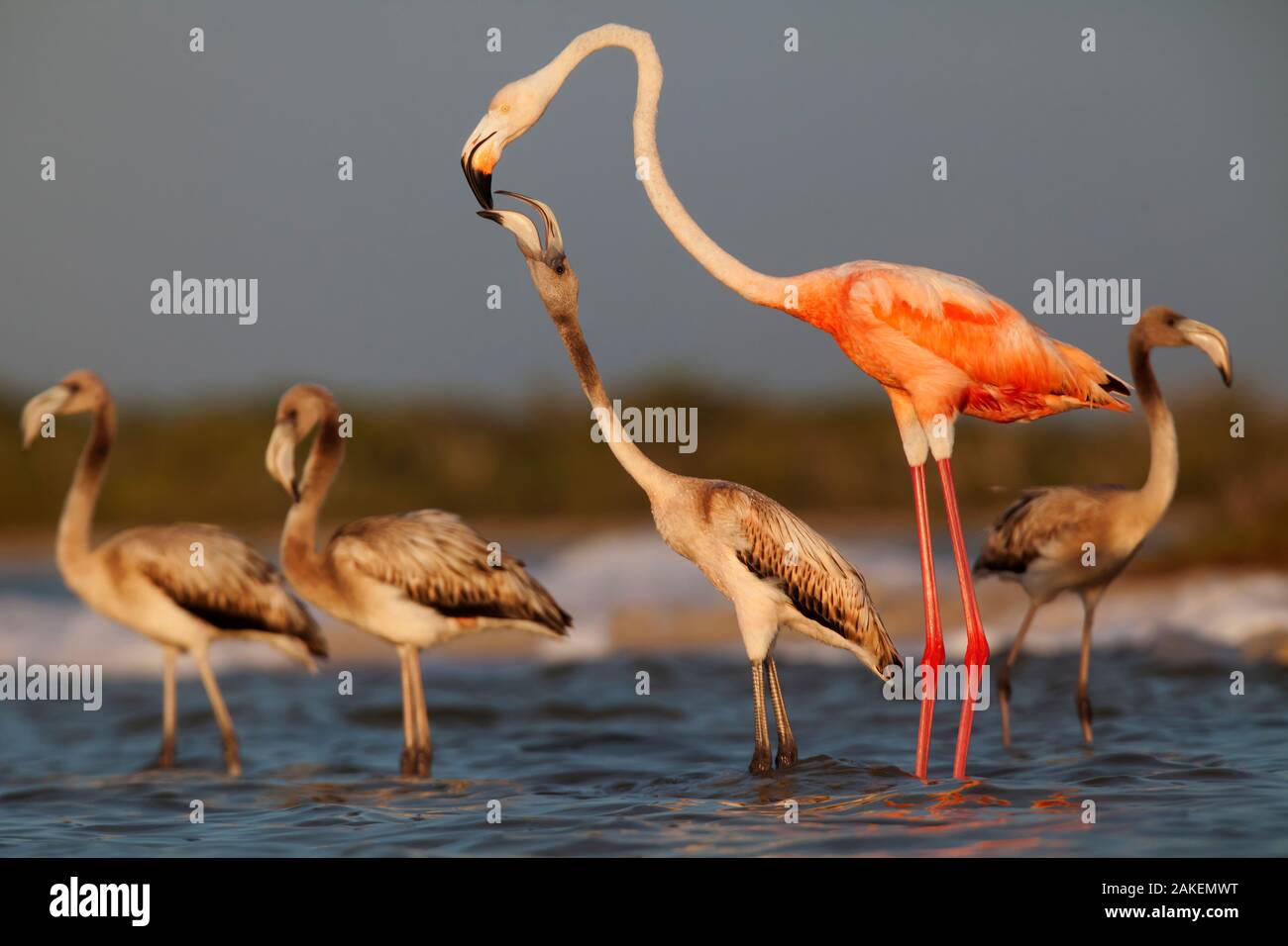 Caribbean flamingo (Phoenicopterus ruber) juvenile begging, Ria ...