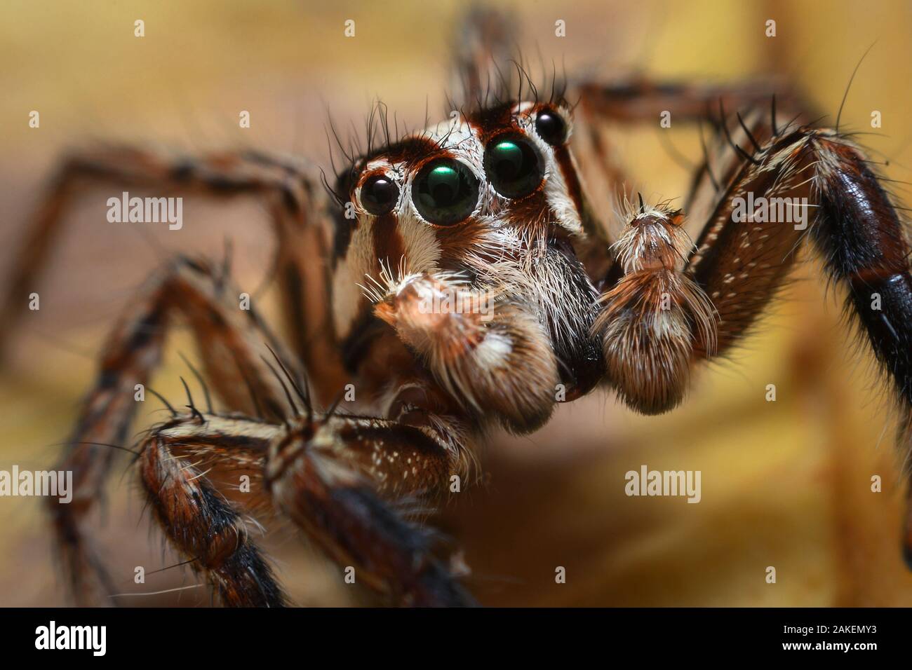 Jumping spider (Salticidae sp), close up. Wuliangshan Nature Reserve ...