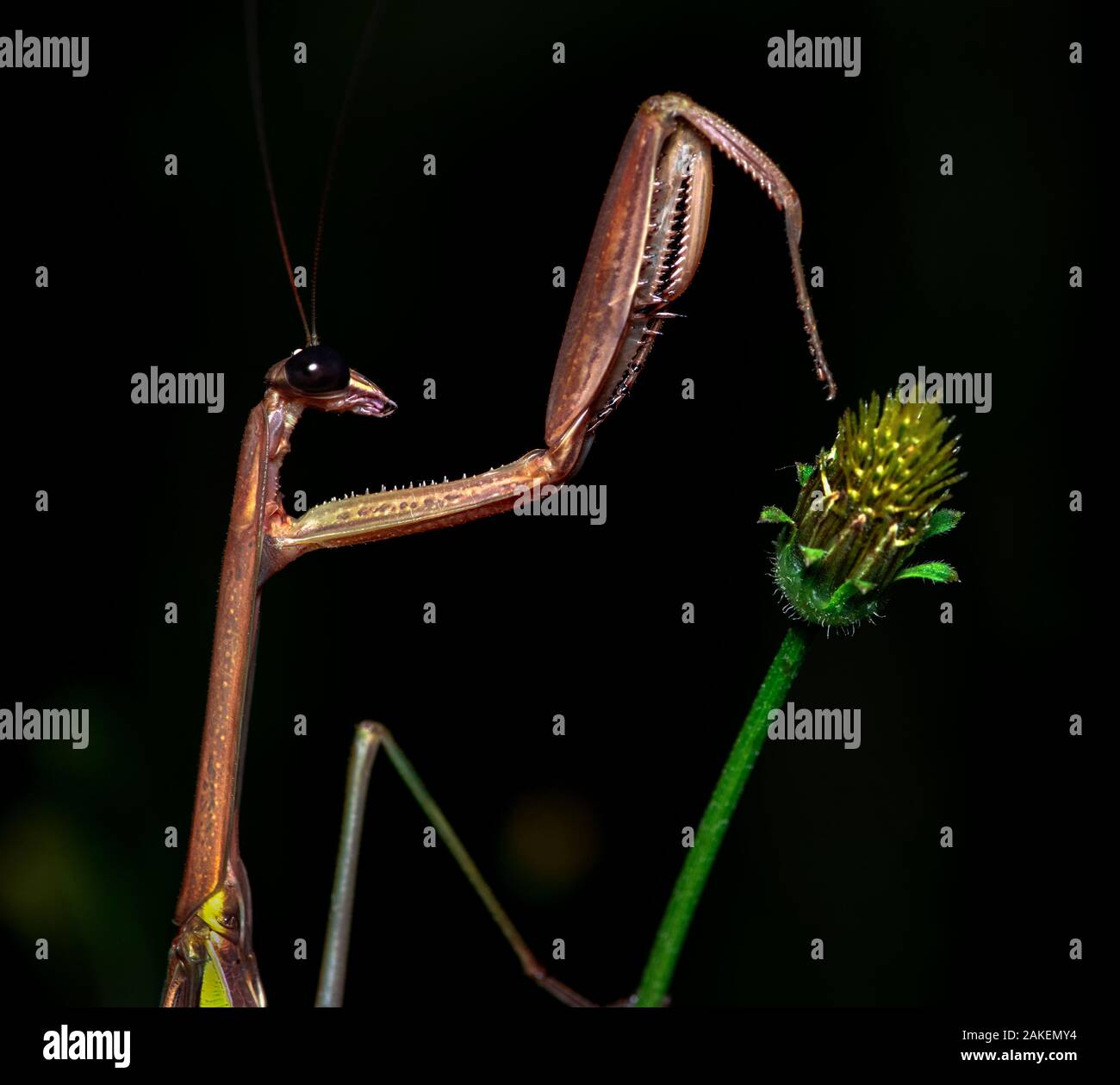 Praying mantis (Tenodera sp) on plant at night. Wuliangshan Nature ...
