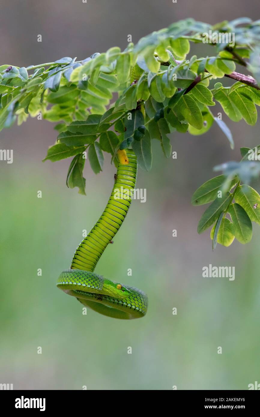 Trimeresurus stejnegerii hi-res stock photography and images - Alamy