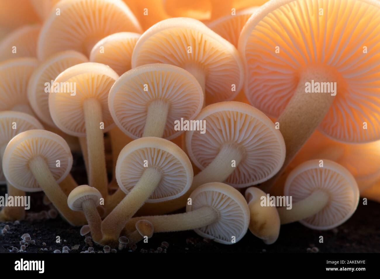 Uk mushrooms hi-res stock photography and images - Alamy