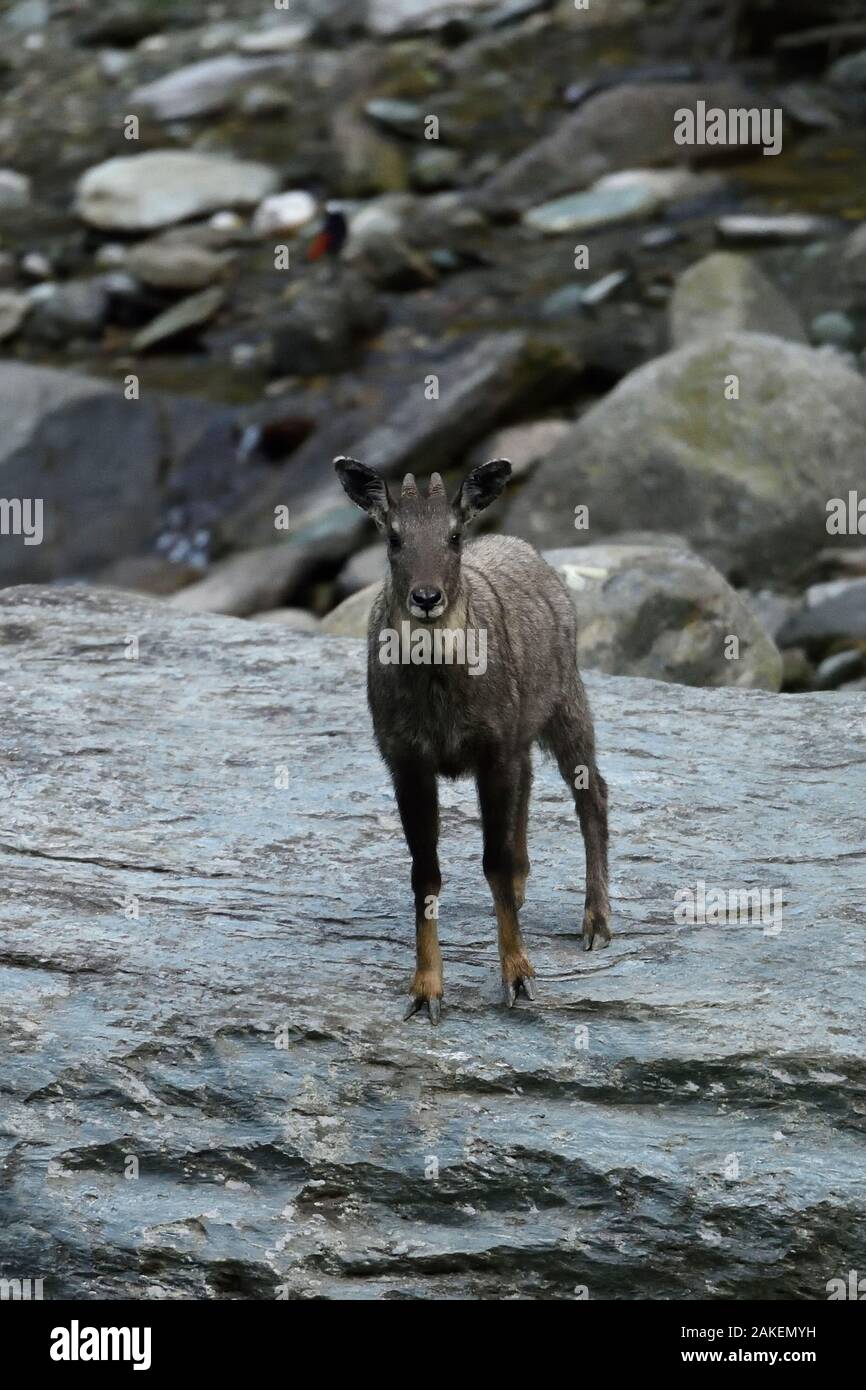 Chinese goral or grey long tailed goral hi-res stock photography and ...