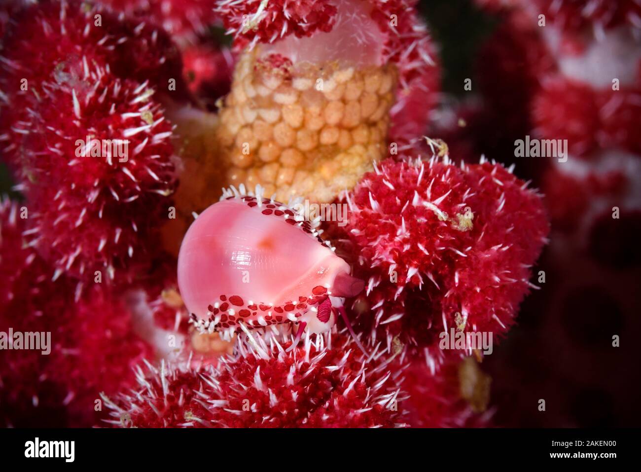 Dendronepthya Sp High Resolution Stock Photography and Images - Alamy