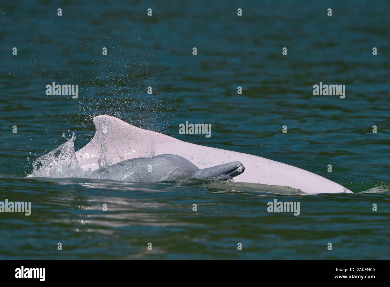Indo pacific humpback dolphin hi-res stock photography and images - Alamy