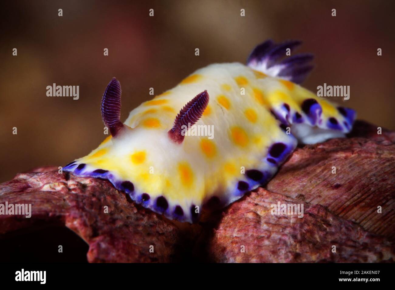 Gold and purple chromodoris hi-res stock photography and images - Alamy