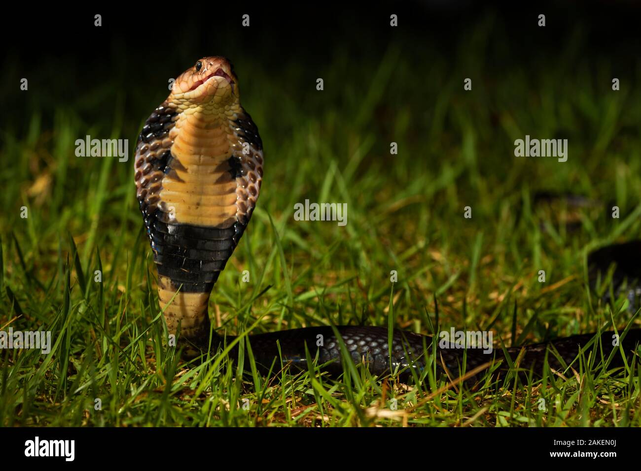 Chinese cobra (Naja atra) in threat stance, Shek Pik, southwestern ...