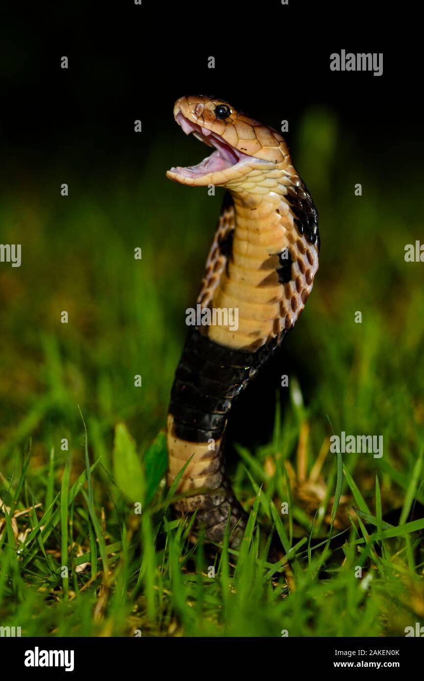 Naja atra hi-res stock photography and images - Alamy