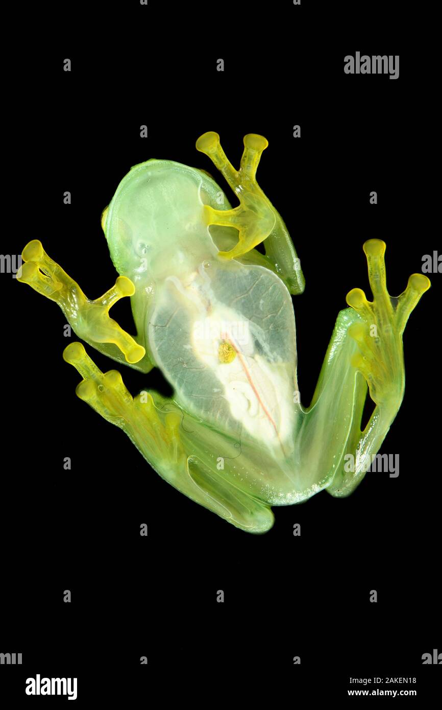 Glass frog andes hi-res stock photography and images - Alamy