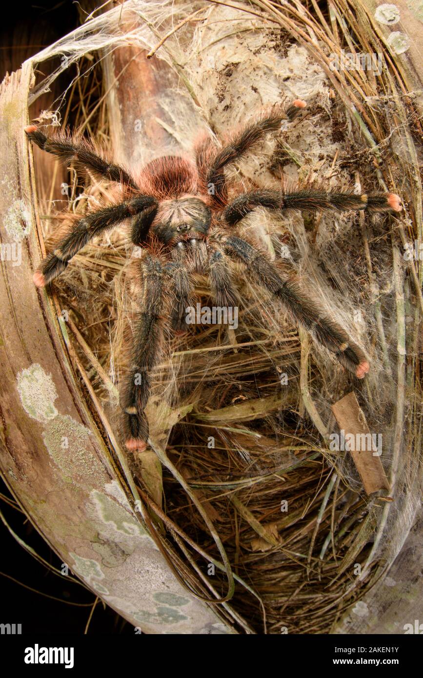 Pink-toed tarantula (Avicularia avicularia), female waiting in ambush ...