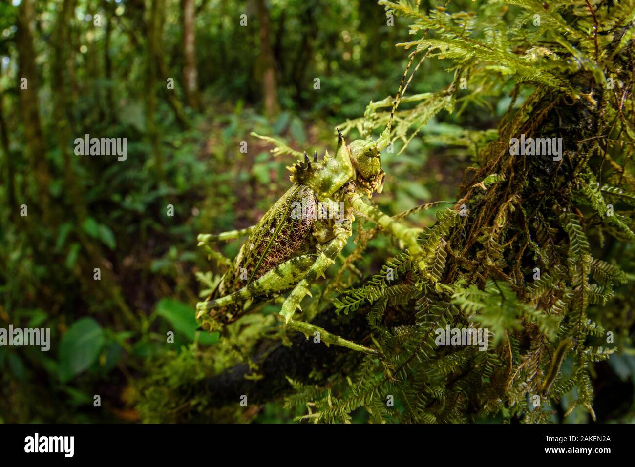 Bush cricket or katydid (Tettigoniidae) with spines, camouflaged ...