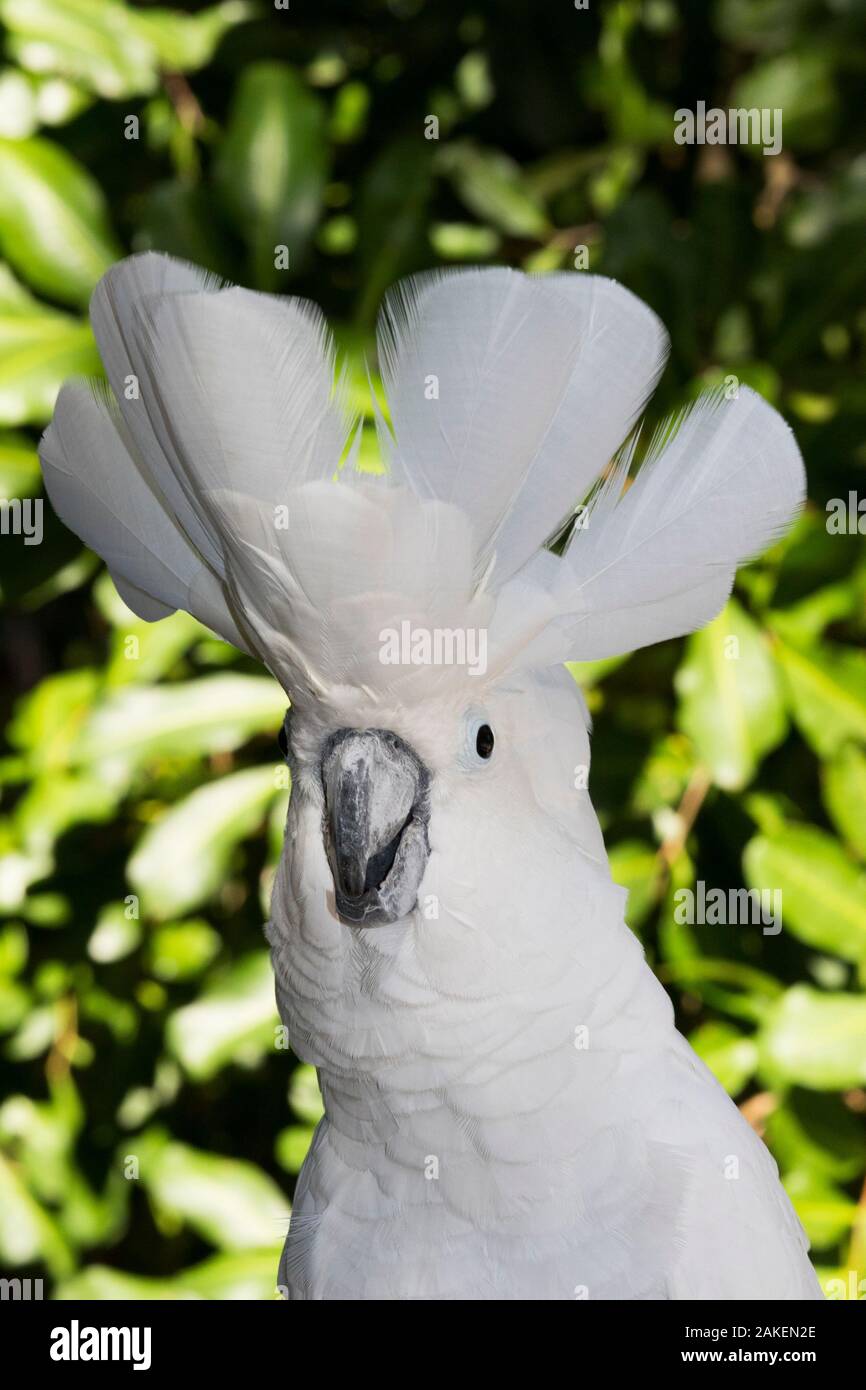 Yellow Umbrella Cockatoo