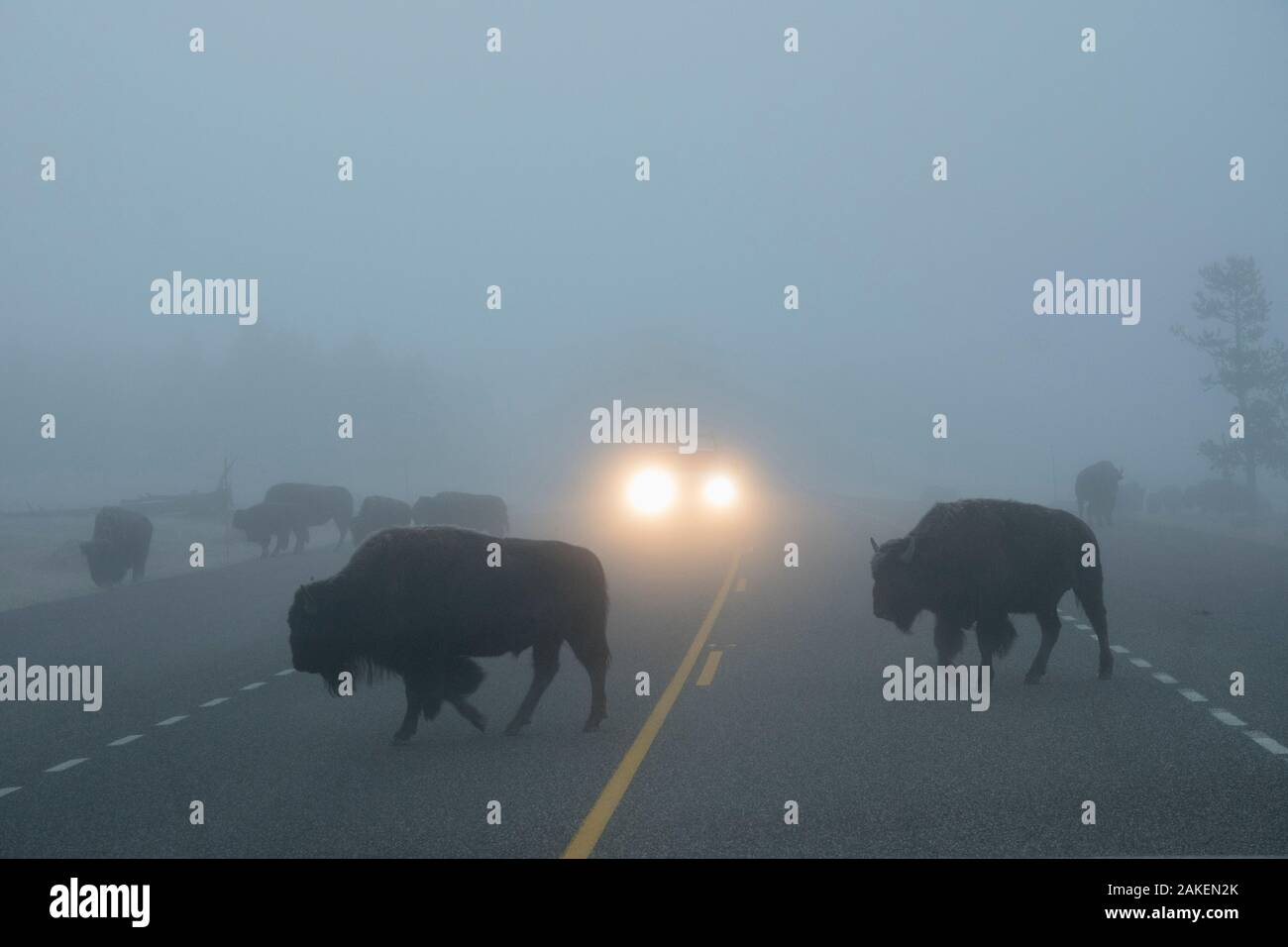 Bison Crossing Road In Yellowstone National Park High Resolution Stock ...
