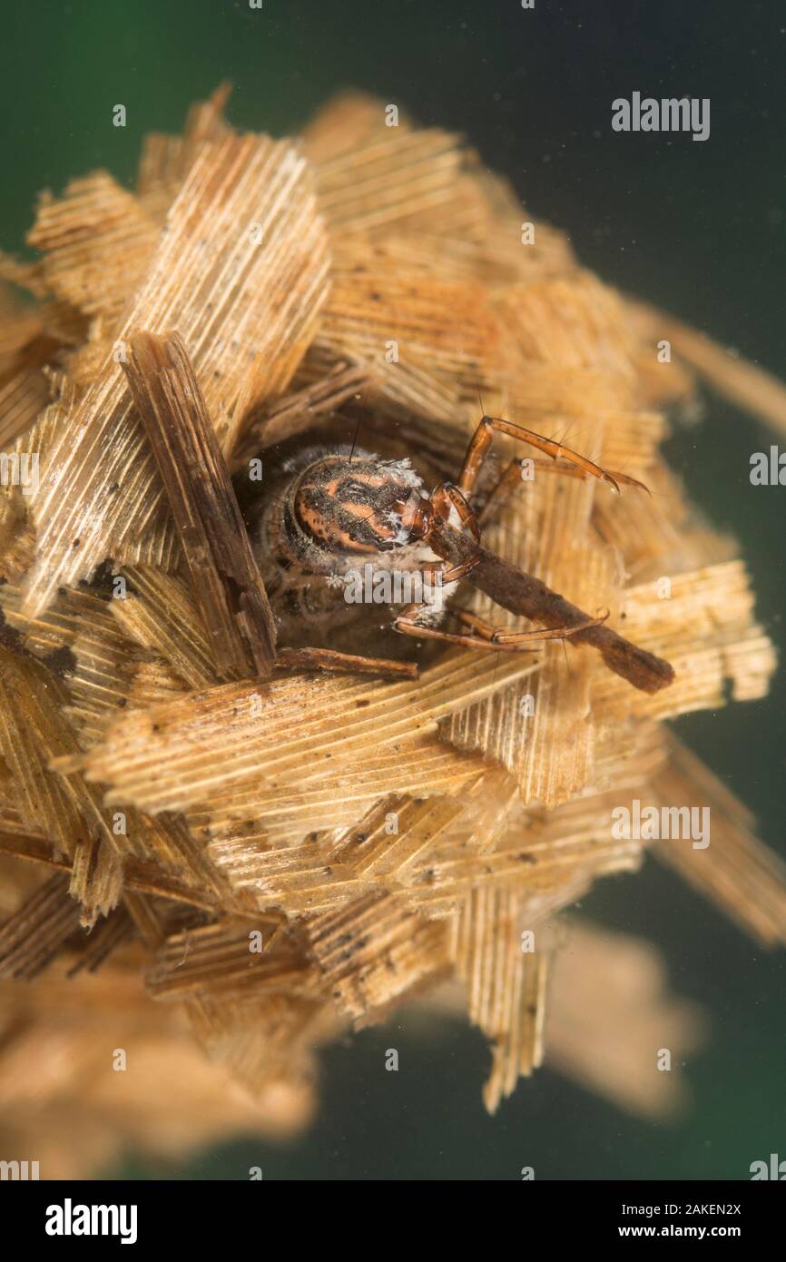 Case-building caddisfly larva (Limnephilus rhombicus), Europe, June ...