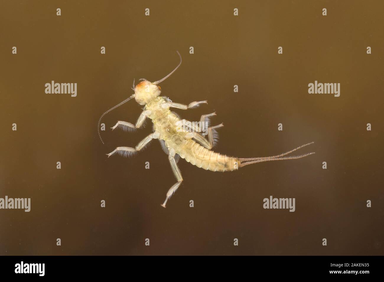 Stonefly nymph hi-res stock photography and images - Alamy