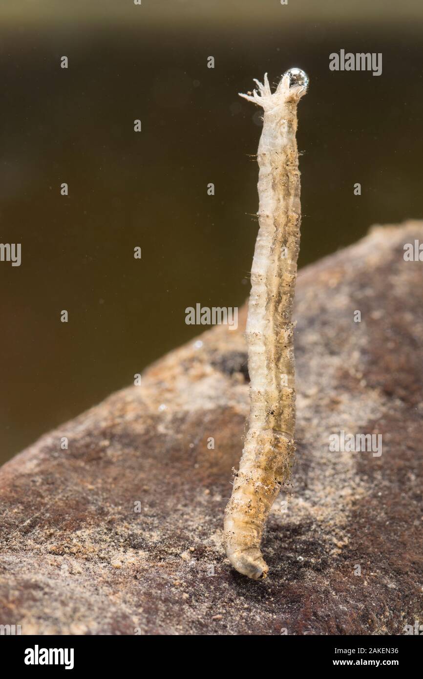 Cranefly larva hi-res stock photography and images - Alamy
