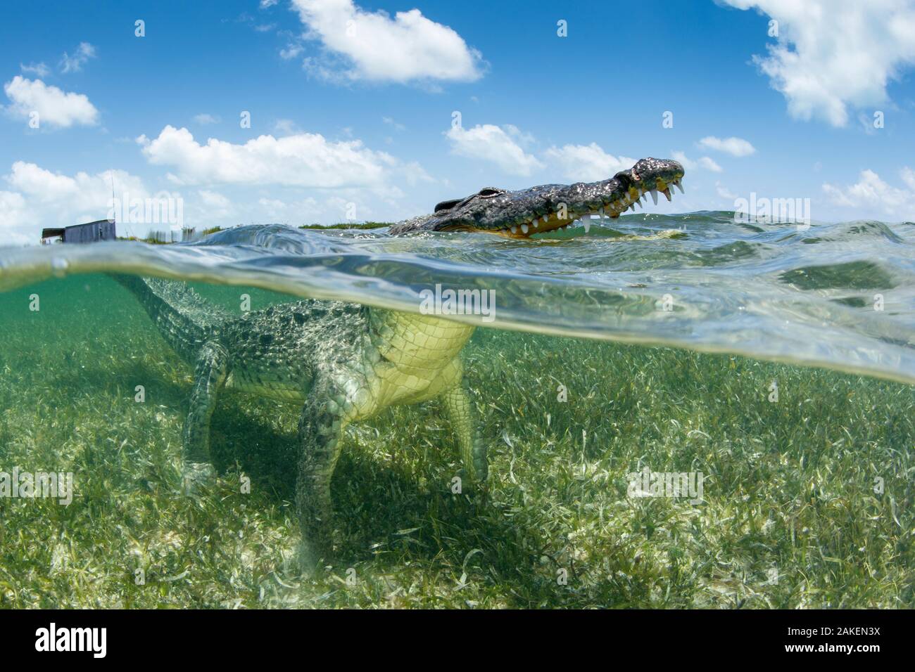 American crocodile (Crocodylus acutus) on seagrass bed. Head surfacing ...