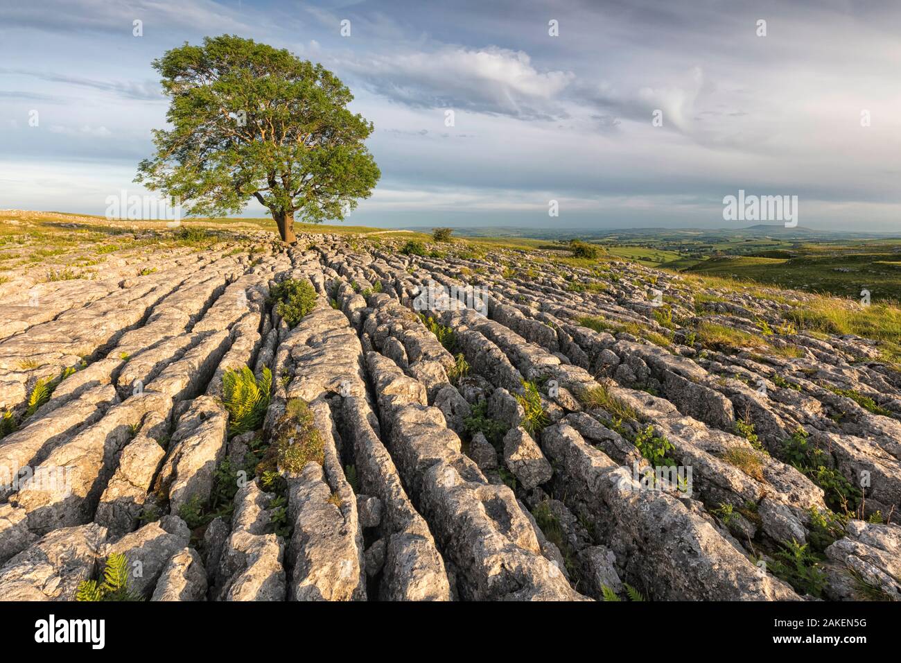 Limestone Pavement at Malham, Yorkshire Dales National Park, North ...