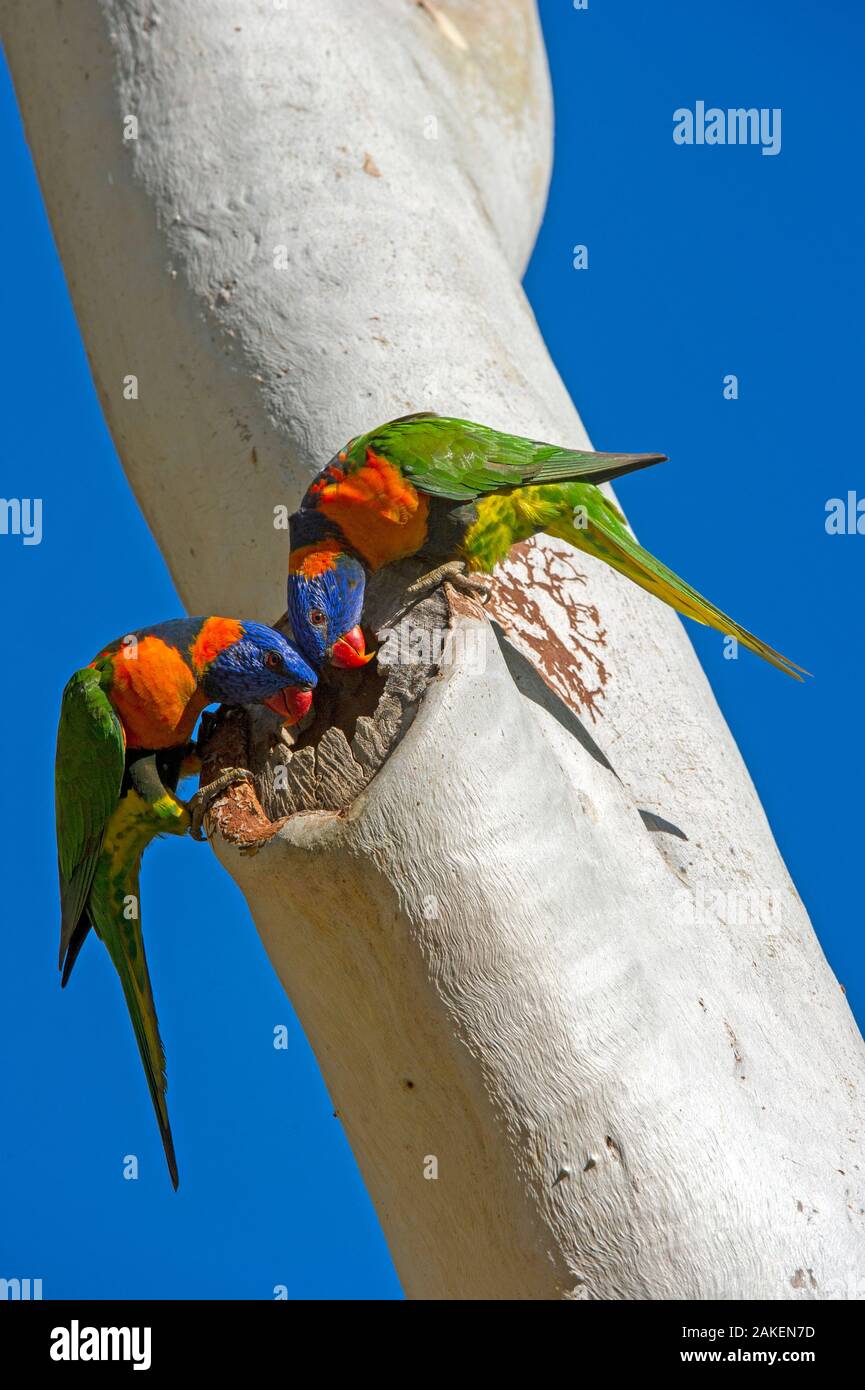 Red-collared lorikeet (Trichoglossus rubritorquis) pair examining hole ...