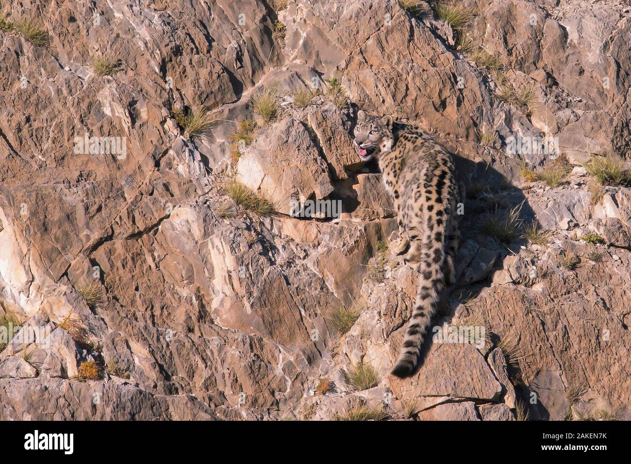 Snow Leopard (Panthera uncia) rear view on rocks, Mongolia Stock Photo ...