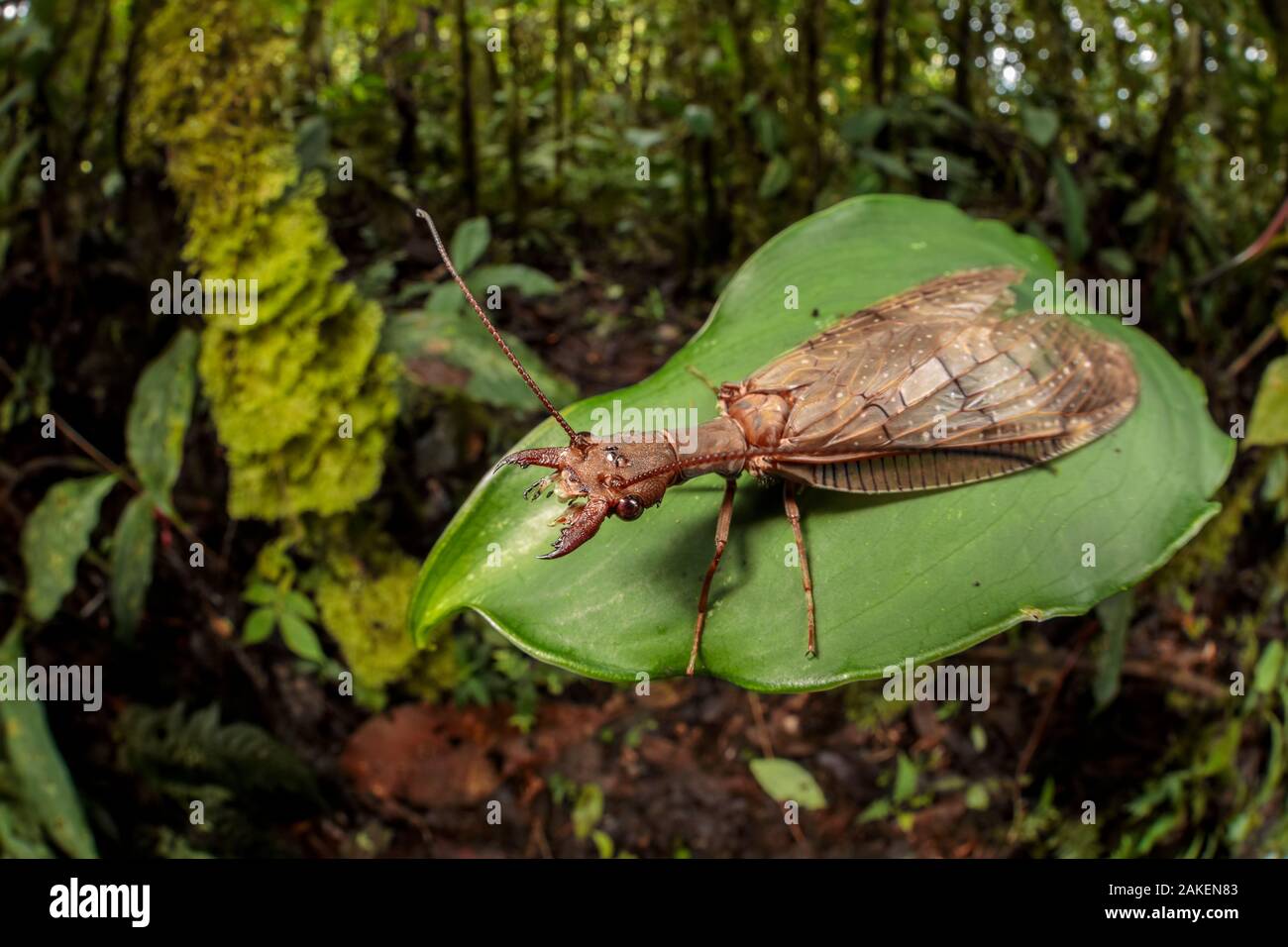 Dobsonfly female (Corydalinae) in cloud forest, Manu Biosphere Reserve ...