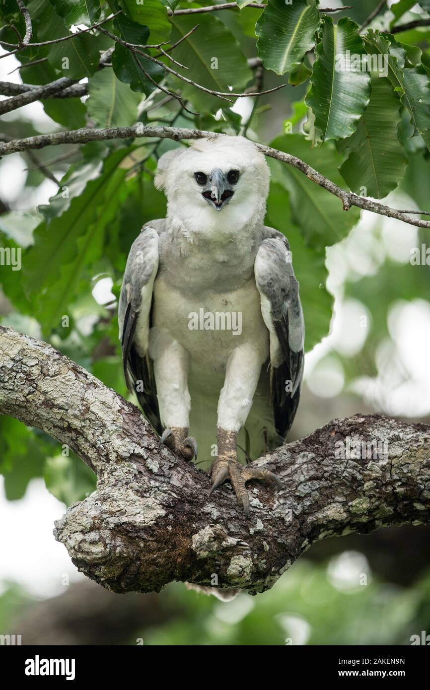 Harpy eagle (Harpia harpyja) juvenile calling, Amazon, Brazil Stock ...