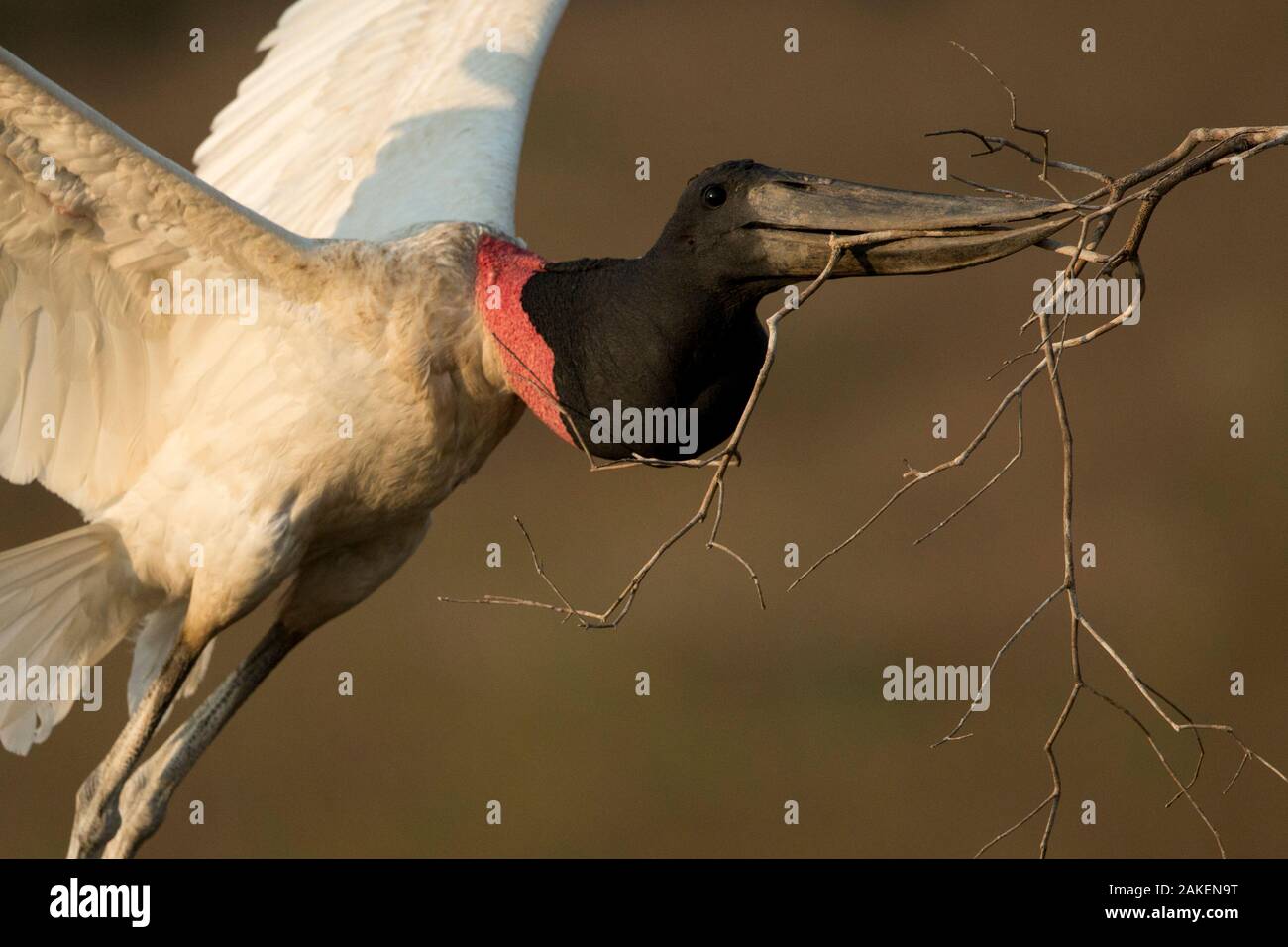 Jabiru stork (Jabiru mycteria) male flying with nesting material ...