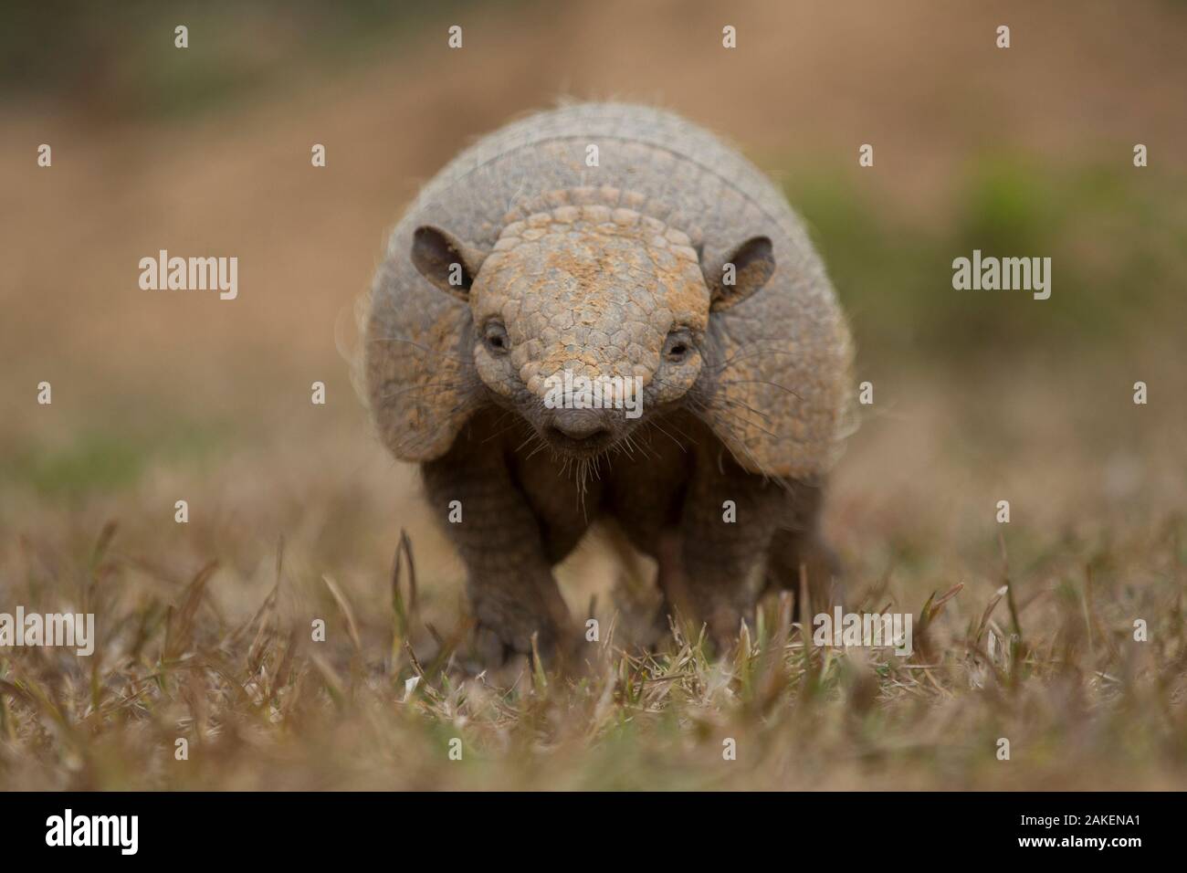 Seven banded armadillo (Dasypus septemcinctus) Pantanal, Brazil Stock Photo - Alamy