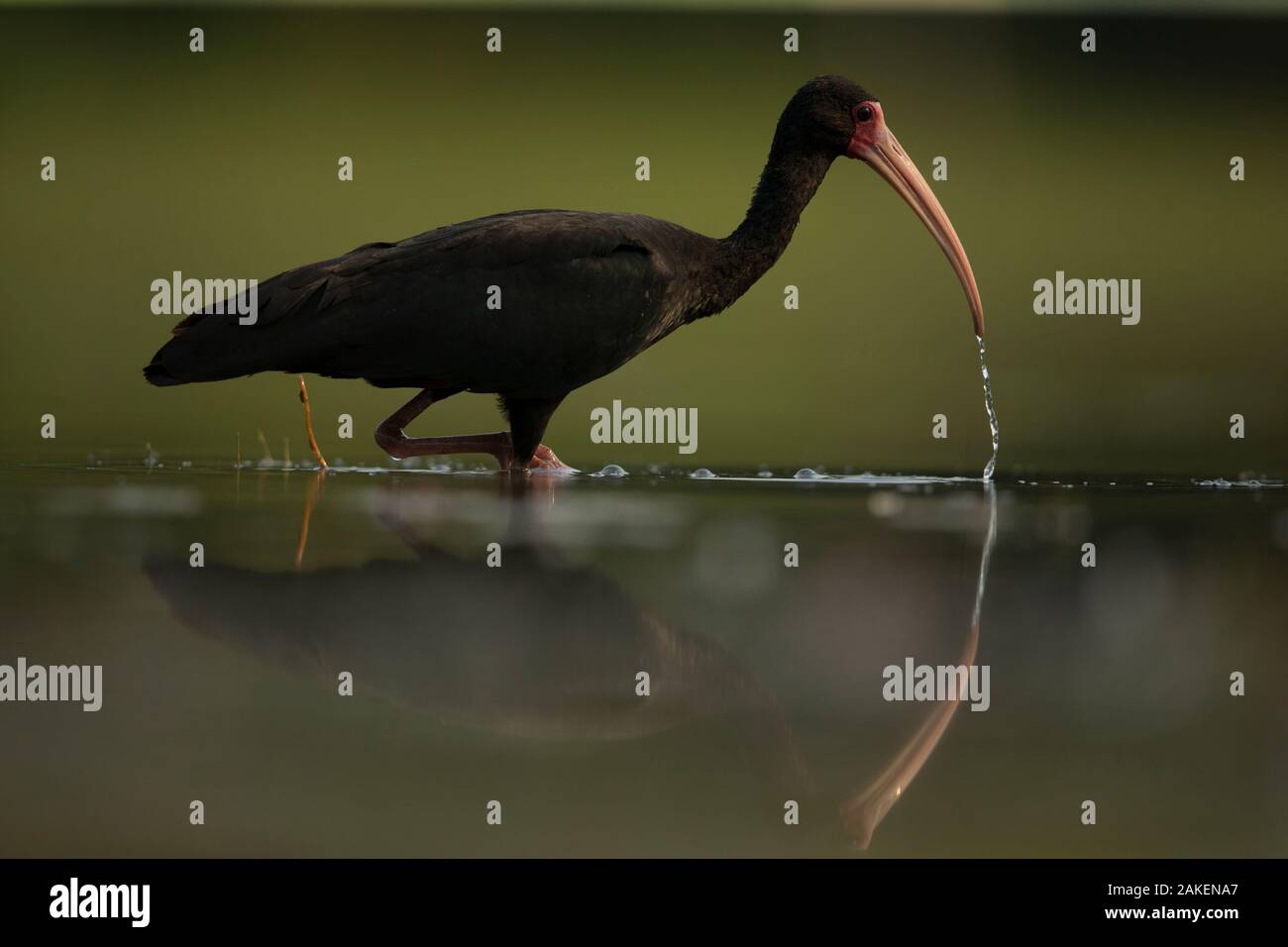 Bare faced ibis (Phimosus infuscatus) feeding in water Pantanal, Brazil ...