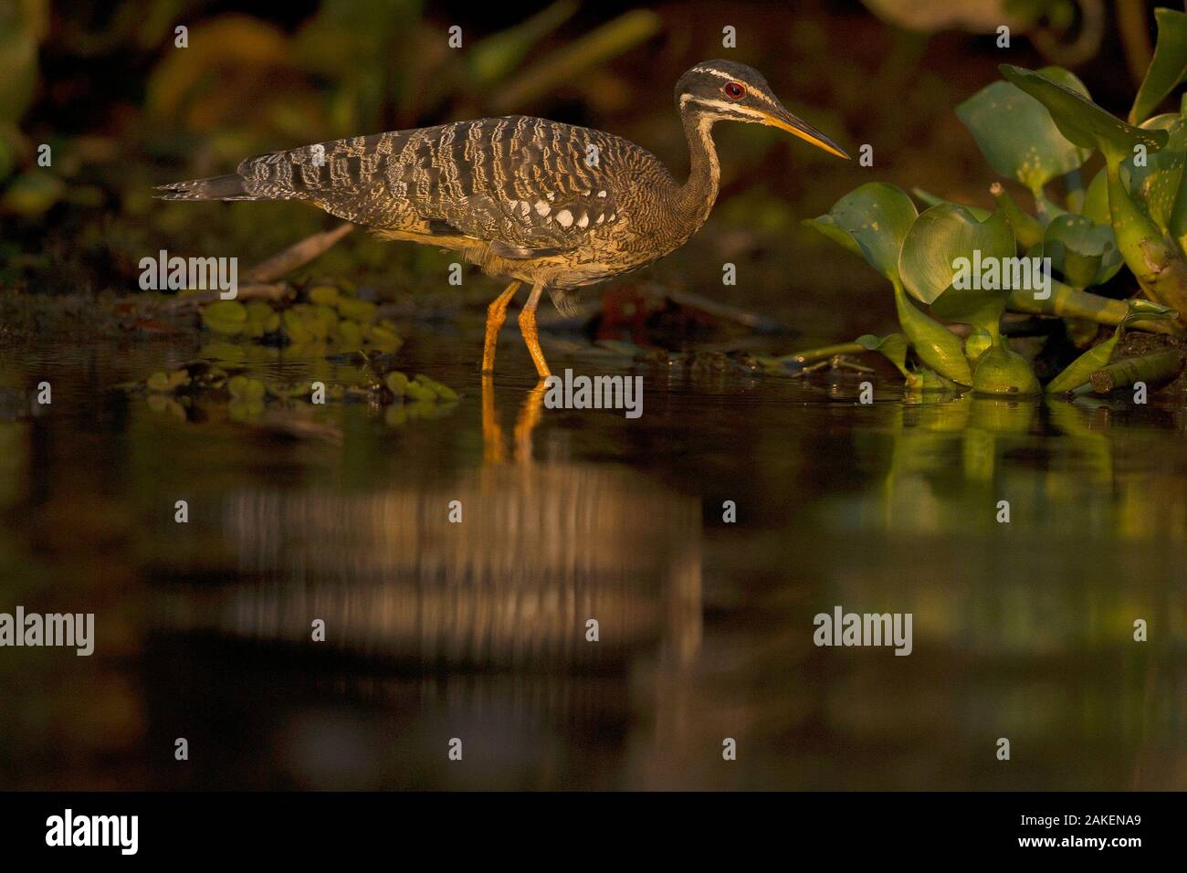Sunbittern eurypyga helias fishing hi-res stock photography and images ...