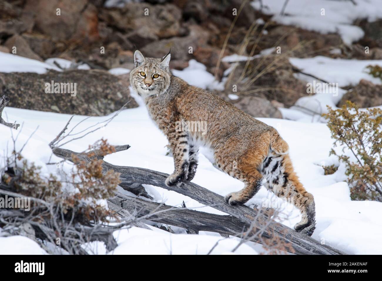 Bobcat (Lynx rufus) standing on branch in snow. Madison River Valley ...