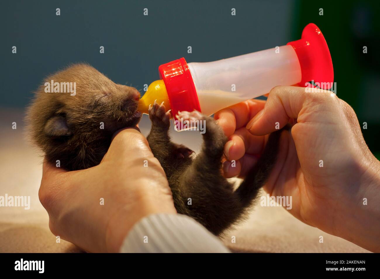 Hand cub hi-res stock photography and images - Alamy