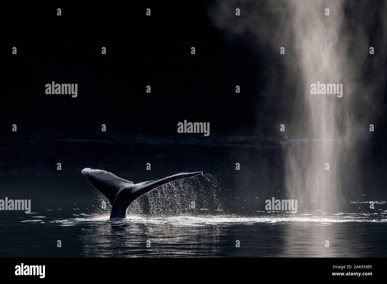 Humpback Whale (Megaptera novaeangliae) blowing or spouting and fluking ...