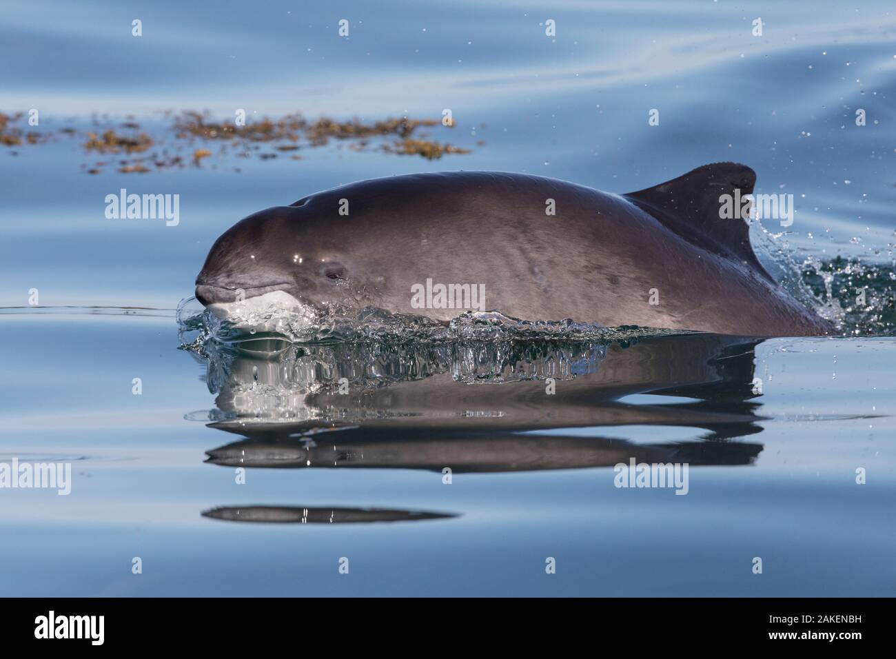 Harbour porpoise (Phocoena phocoena) surfacing Bay of Fundy, New ...