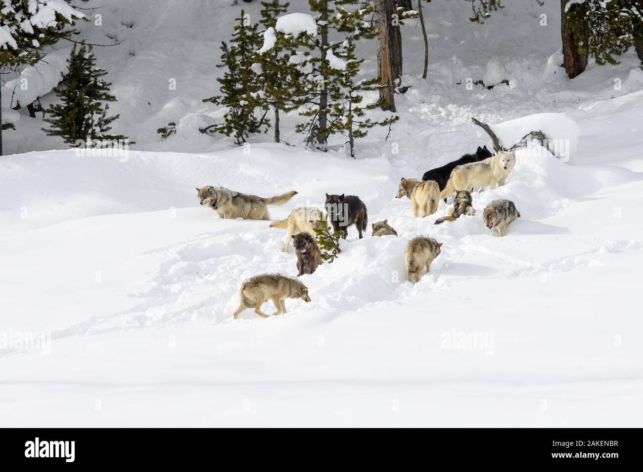Grey wolf conservation yellowstone hi-res stock photography and images ...