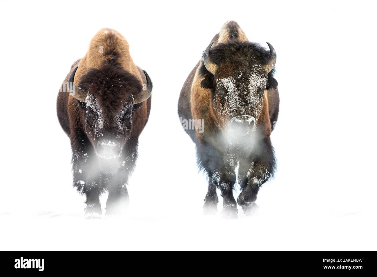 Male American Bison (Bison bison) walking through snow. Firehole River ...