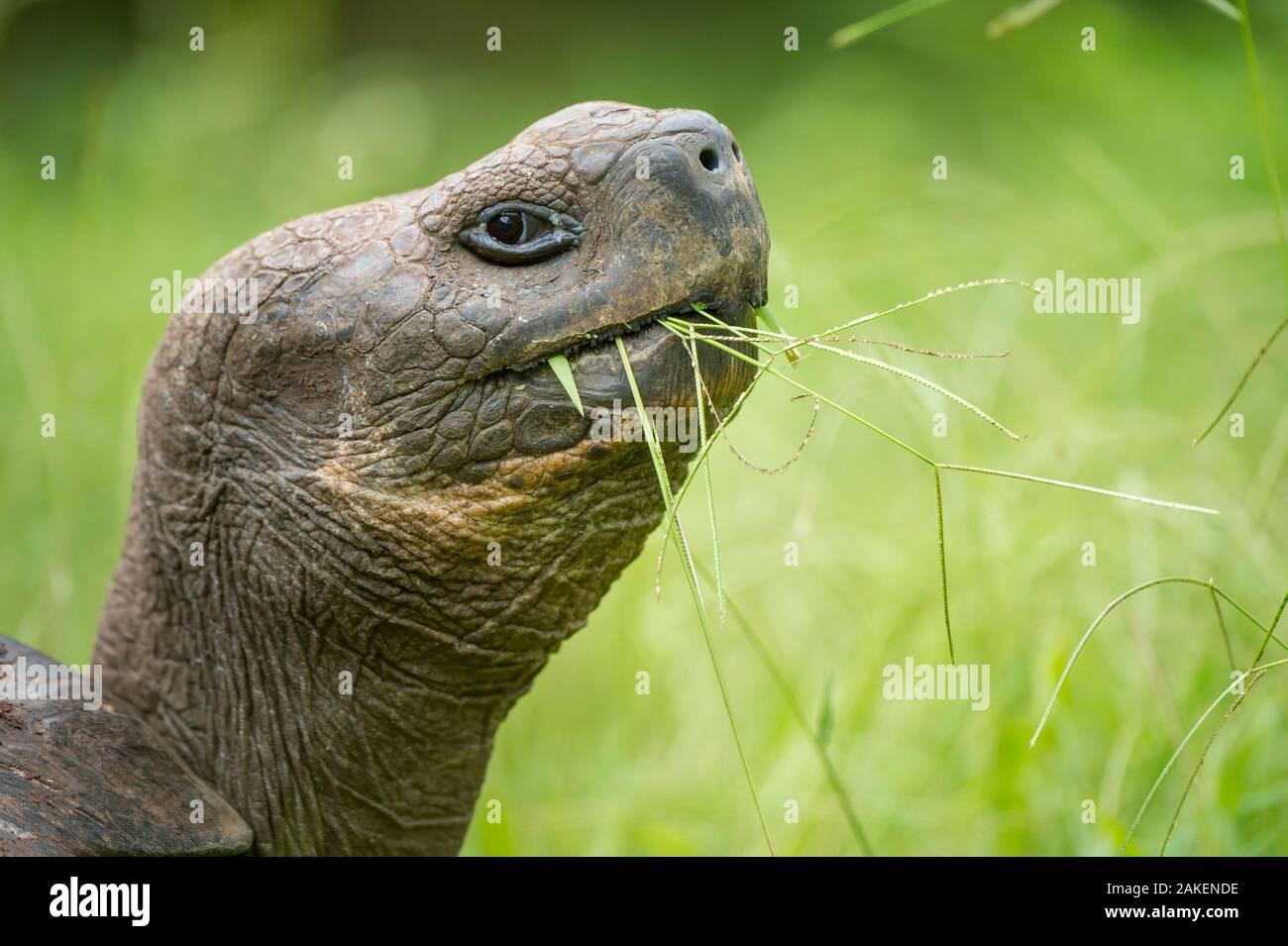 Western Santa Cruz giant tortoise (Chelonoidis porteri) feeding on ...