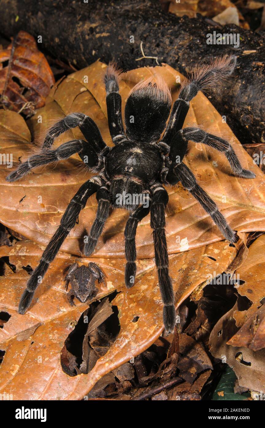 Peruvian Tarantula (Pamphobeteus sp.) adult, walking over Humming Frog ...