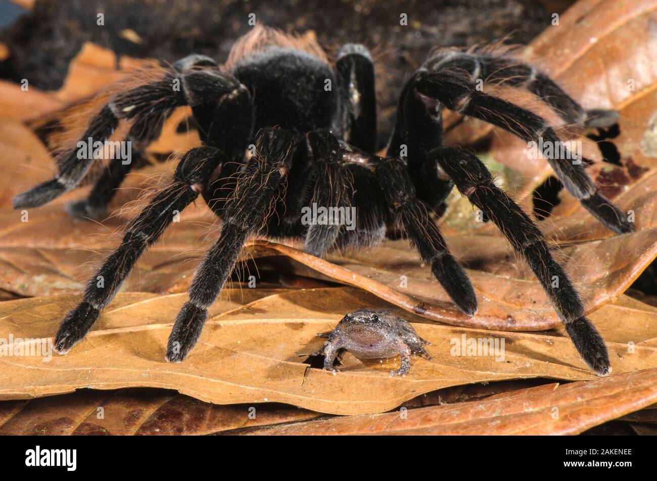 Peruvian Tarantula (Pamphobeteus sp.) adult, walking over Humming Frog ...