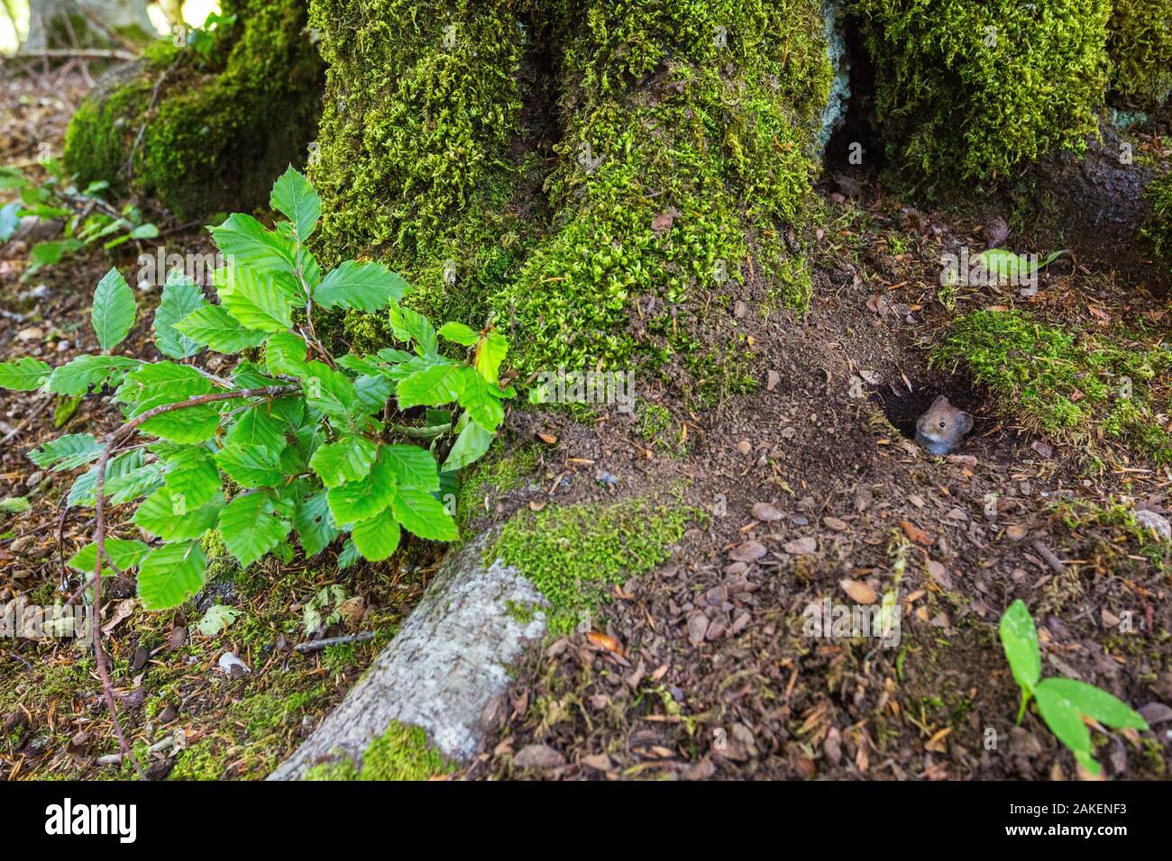 Red vole (Myodes glareolus) peering from burrow by old-growth Beech ...
